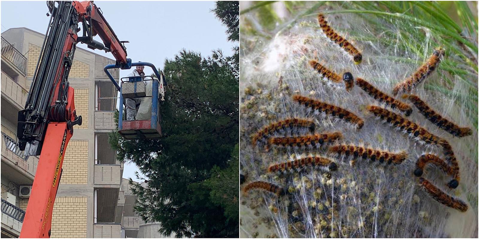 Adrano, verso la conclusione disinfestazione da processionaria nella ...